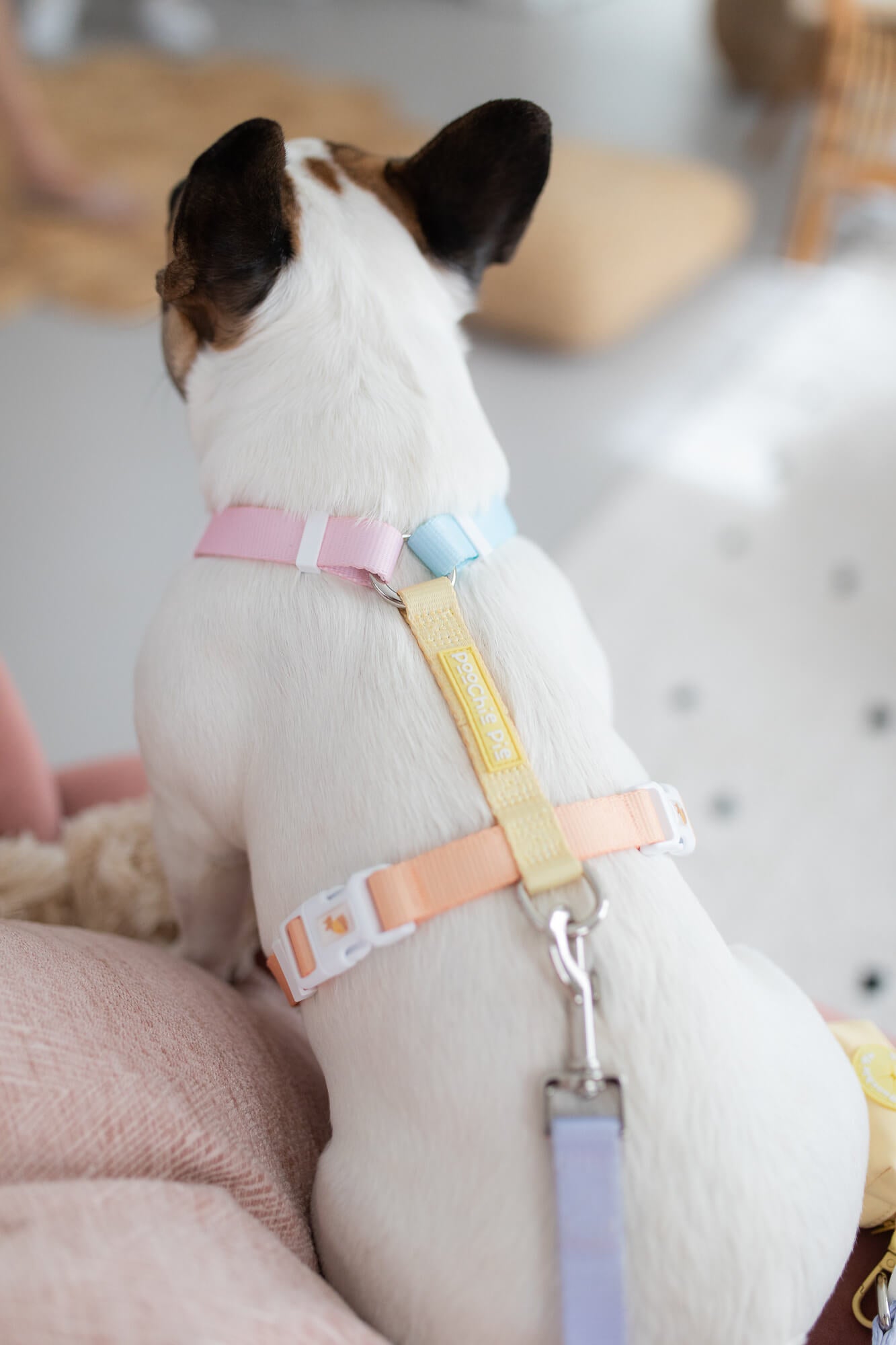 'Rainbow' - Dog Harness – Poochie Pie